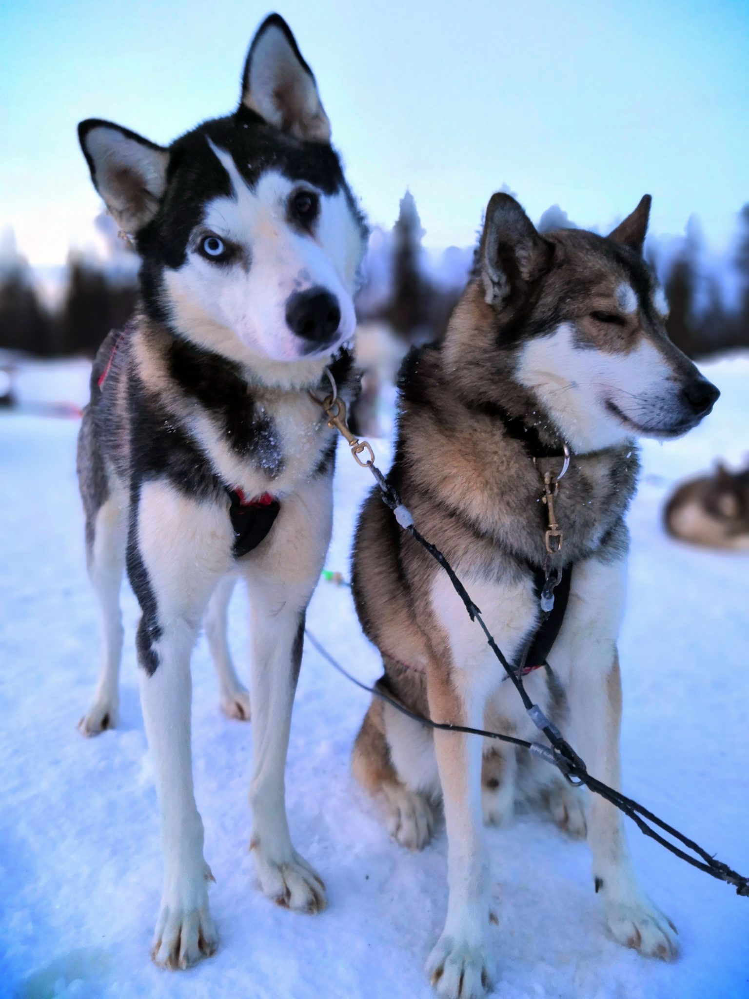 Husky dog sled rides in Levi — Lapland Wild Witch